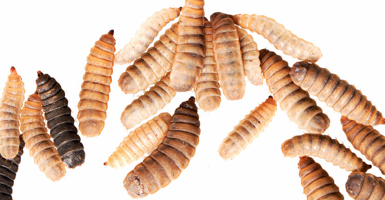 The Mighty Fly Army – Anipal Australia