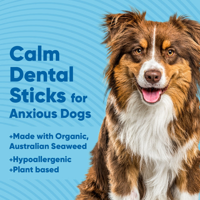 Calm Dental Sticks for Anxious Dogs – Anipal Australia